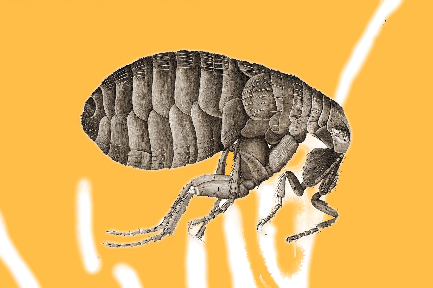 SIPHONAPTERA, com a pulga atrás da orelha. ~ segundas na z - Galeria Zé ...
